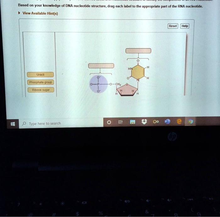 SOLVED: Based on your knowledge of DNA nucleotide structure, drag each ...
