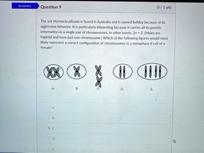 SOLVED: The ant (Myrmecia pilosula) found in Australia is named bulldog because of its ...