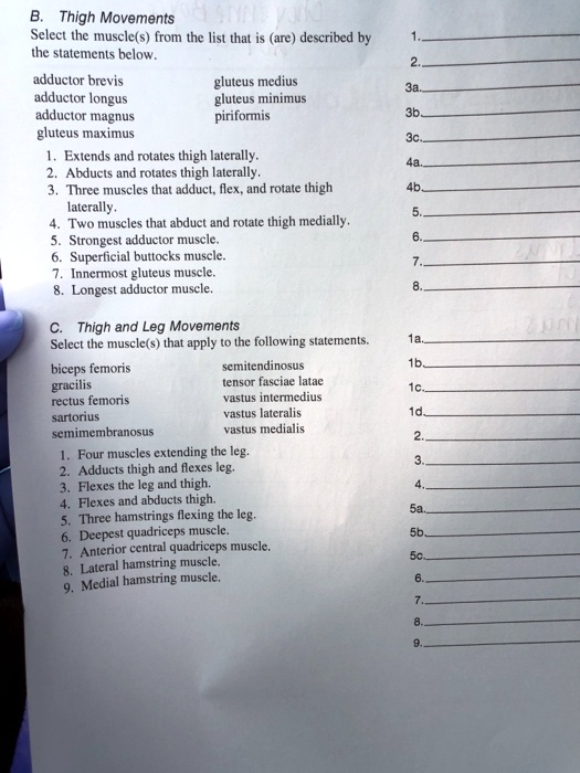 SOLVED: B. Thigh Movements Select the muscle(s) from the list that is ...
