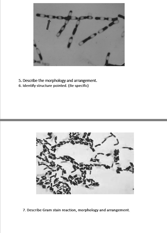SOLVED: 5. Describe the morphology and arrangement: Identify structure ...