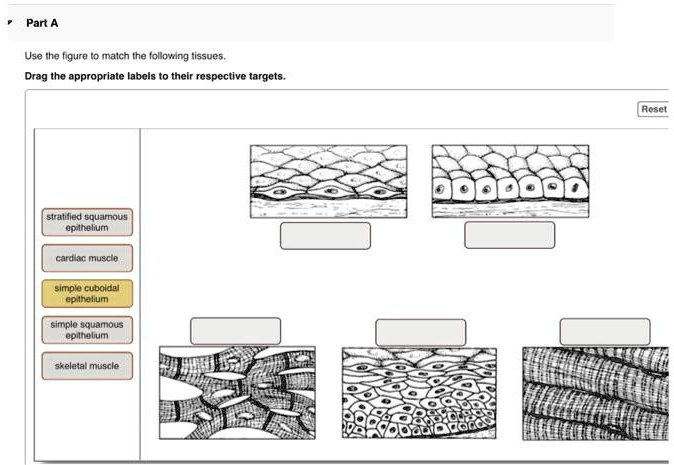 part a use the figure to match the following tissues drag the ...