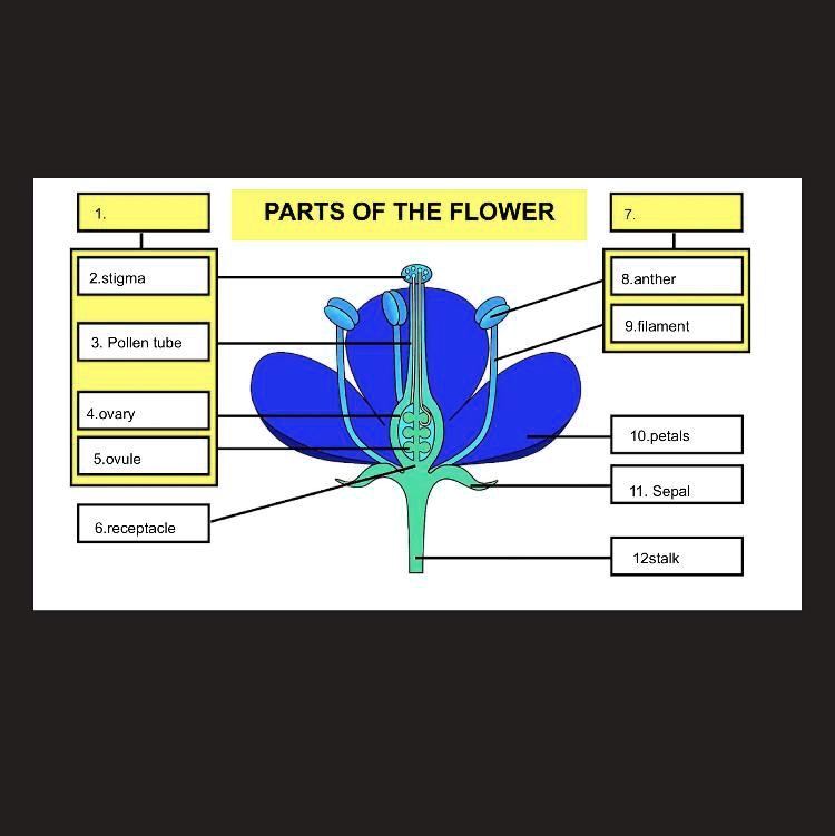 SOLVED: Texts: Answer 1 and 7 please!! PARTS OF THE FLOWER 2. stigma 8 ...