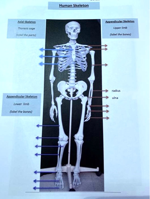 Human Skeleton Axial Skeleton Appendicular Skeleton (label the bones ...