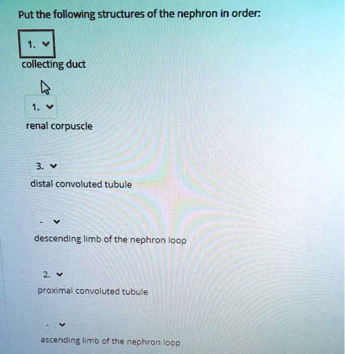 Put the following structures of the nephron in order: 1. collecting ...