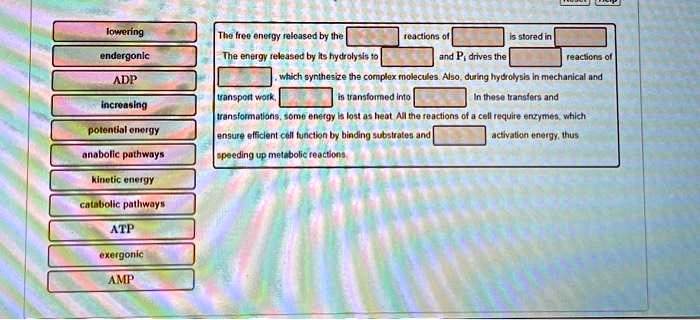 lowering The free energy released by the endergonic The energy released ...