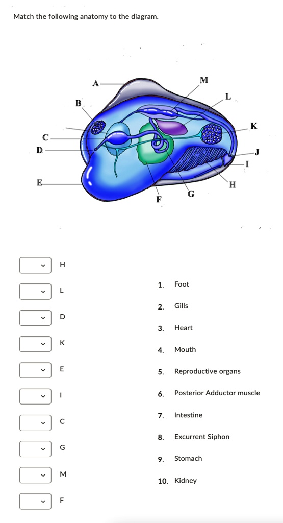 match the following anatomy to the diagram foot gills heart mouth ...