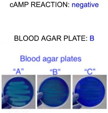 SOLVED: what is the mystery strep for plate B and why CAMP REACTION ...