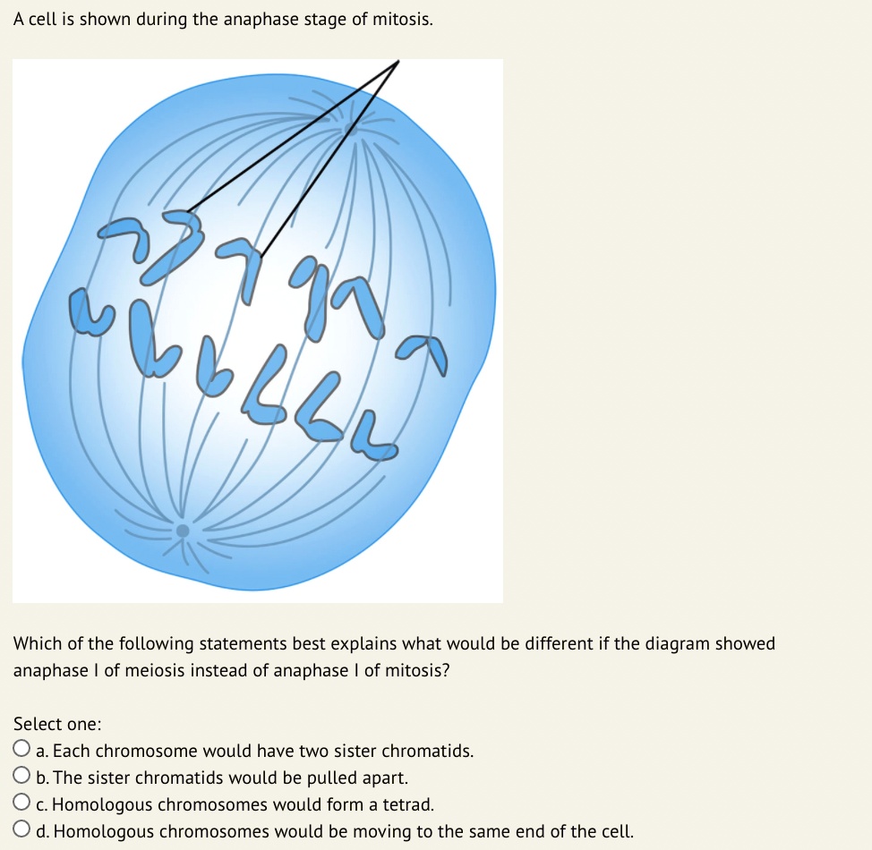 SOLVED:cell is shown during the anaphase stage of mitosis. 277 DI Ll Lyy Which of the following ...