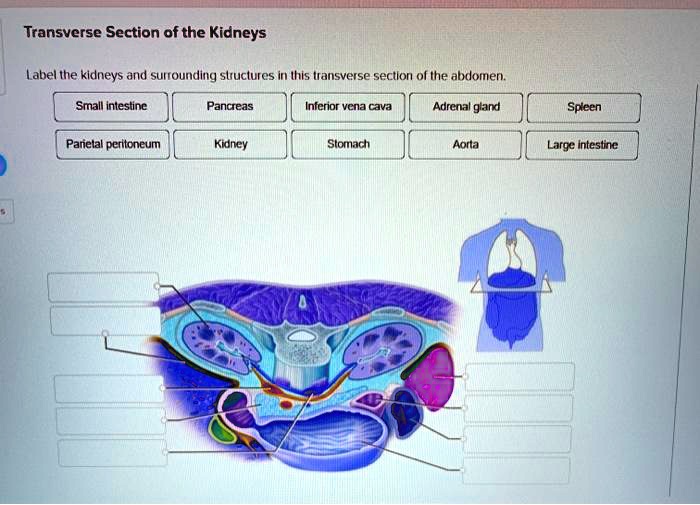 SOLVED: Transverse Section of the Kidneys Label the kidneys and ...
