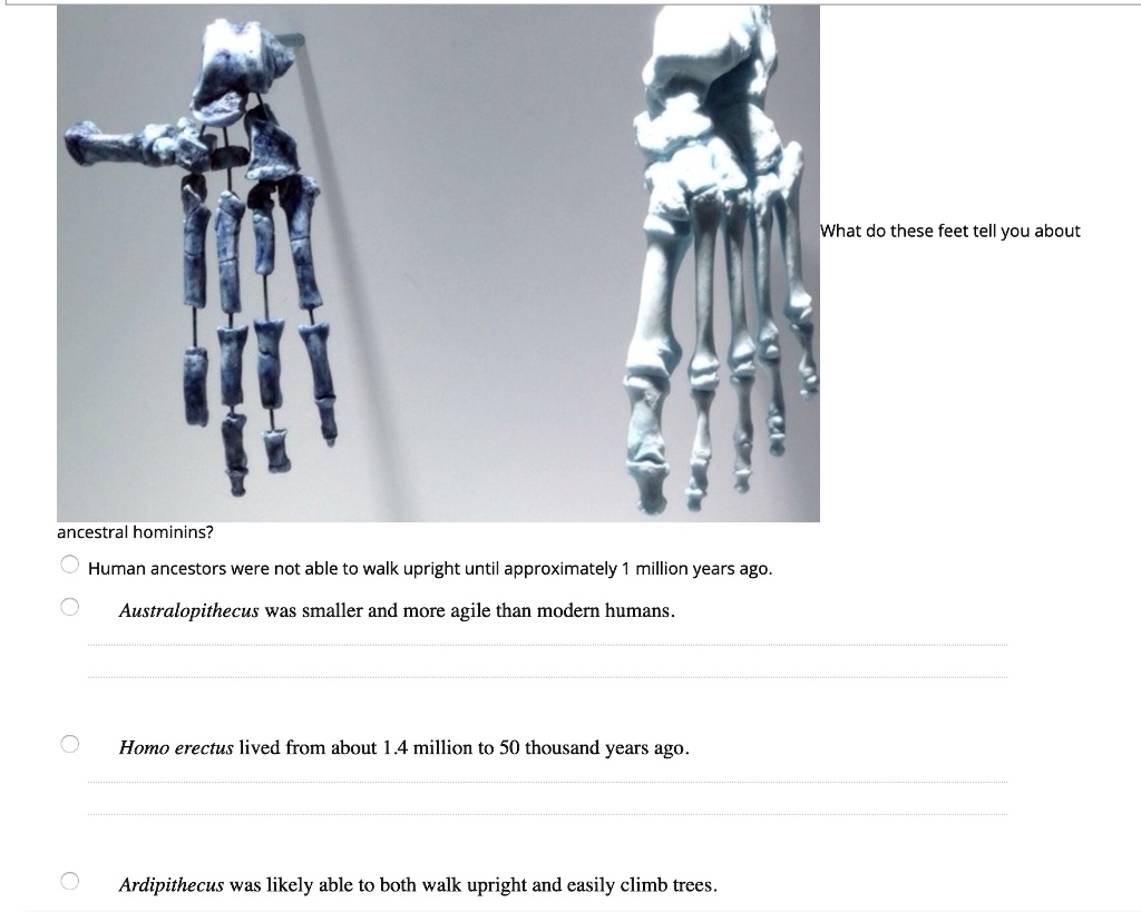 SOLVED: What do these feet tell you about ancestral hominins? Human ...