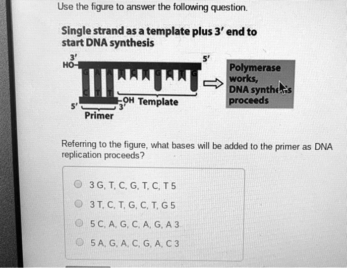 SOLVED: Use the figure to answer the following question: Single strand as a template plus 3' end ...