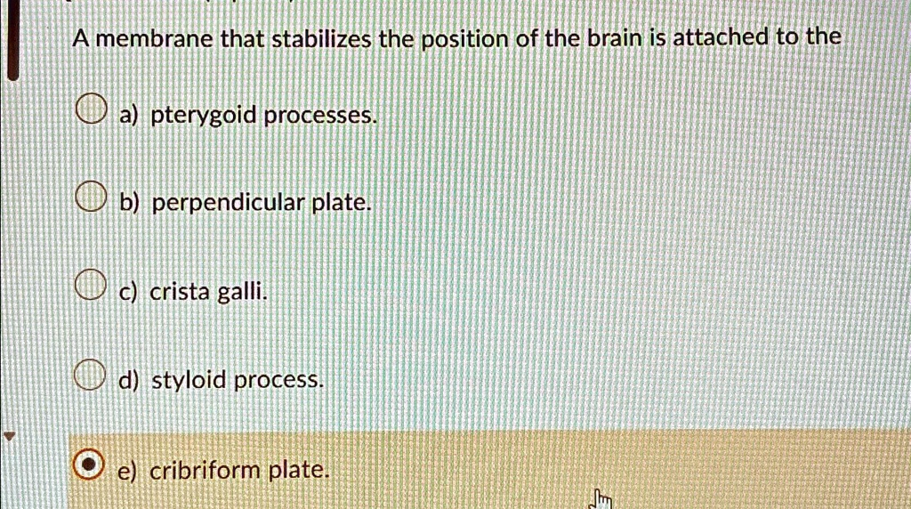 A membrane that stabilizes the position of the brain is attached to the ...