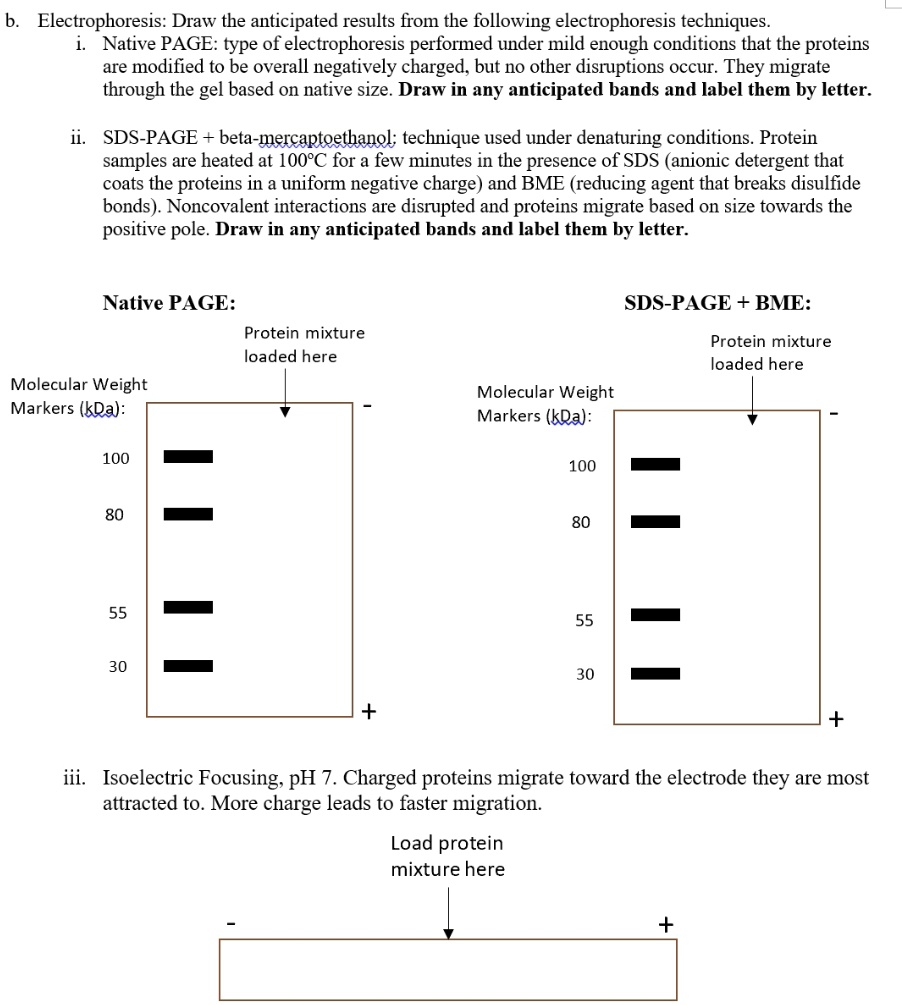 SOLVED: Electrophoresis: Draw the anticipated results from the ...