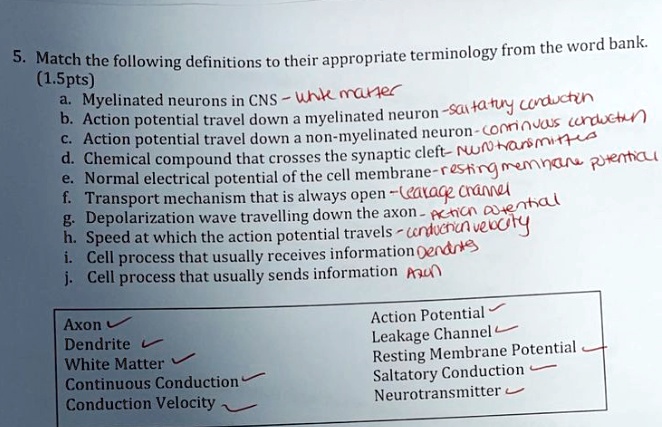 match the following with their definitions axon dendrite white matter continuous conduction ...