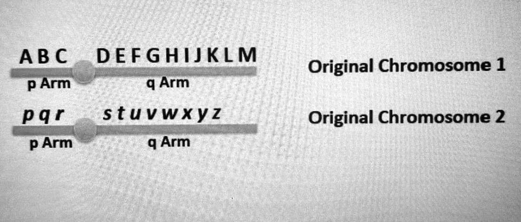 SOLVED: The diagram below shows two chromosomes before they underwent ...