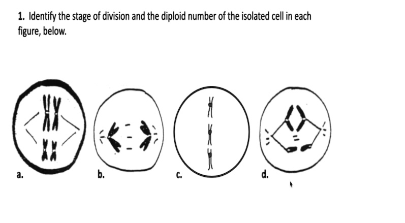 SOLVED: 1. Identify the stage of division and the diploid number of the ... SOLVED: 1. Identify the stage of division and the diploid number of the ...