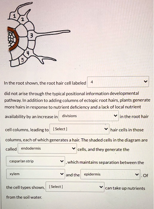 SOLVED: In the root shown; theroot hair cell labeled did not arise ...