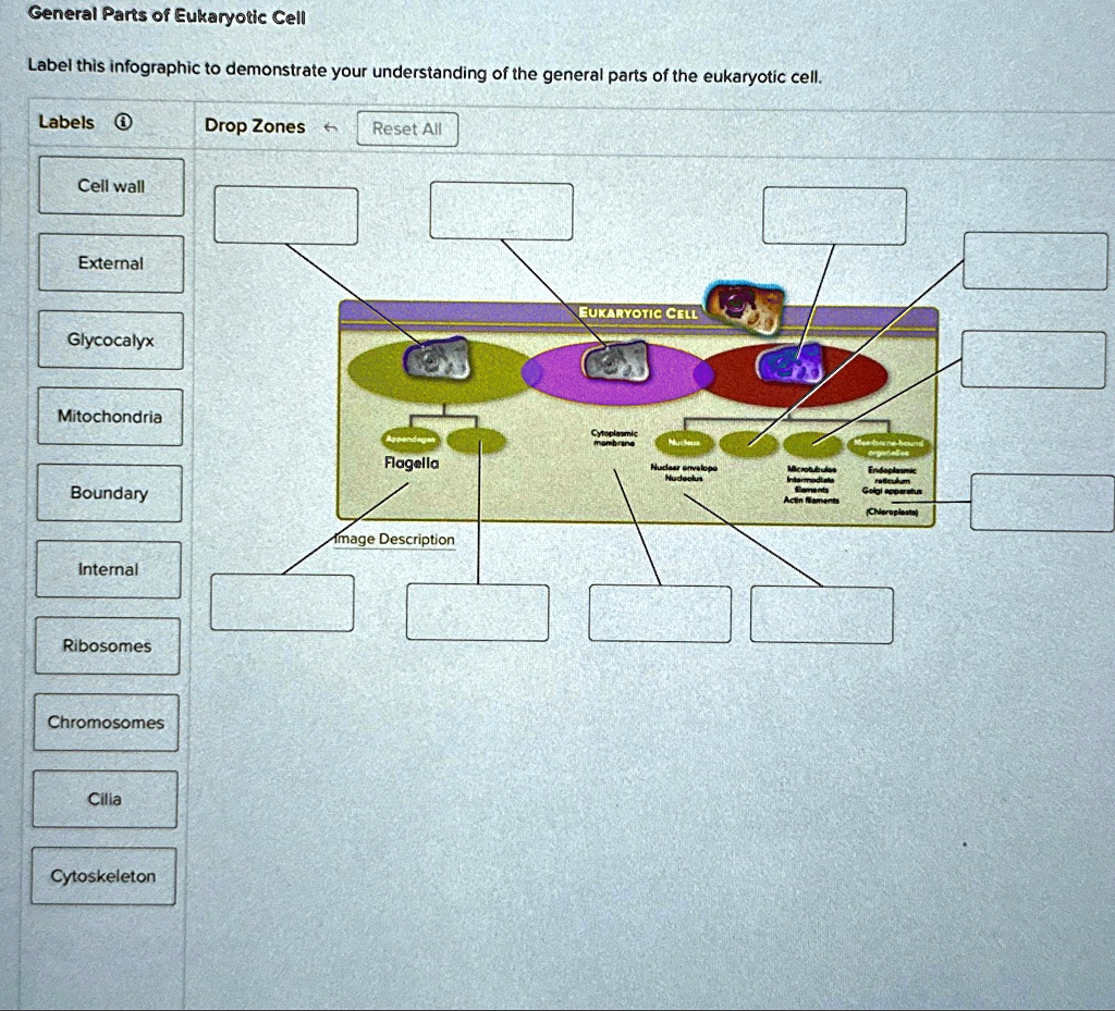 General Parts of Eukaryotic Cell Label this infographic to demonstrate ...