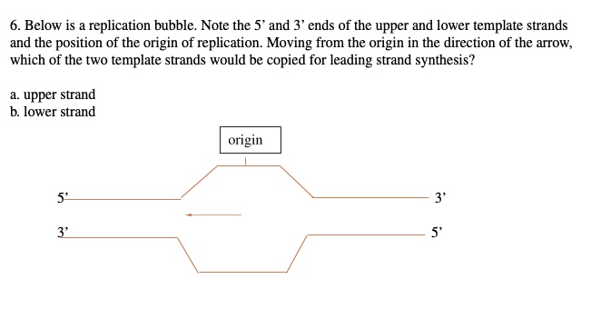 SOLVED: Below is a replication bubble. Note the 5' and 3' ends of the ...
