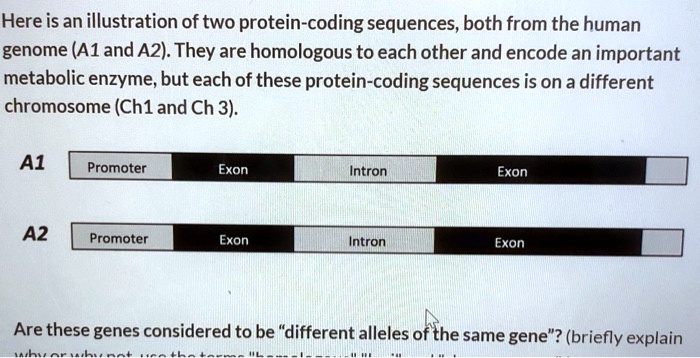 Solved Here Is An Illustration Of Two Protein Coding Sequences Both From The Human Genome 