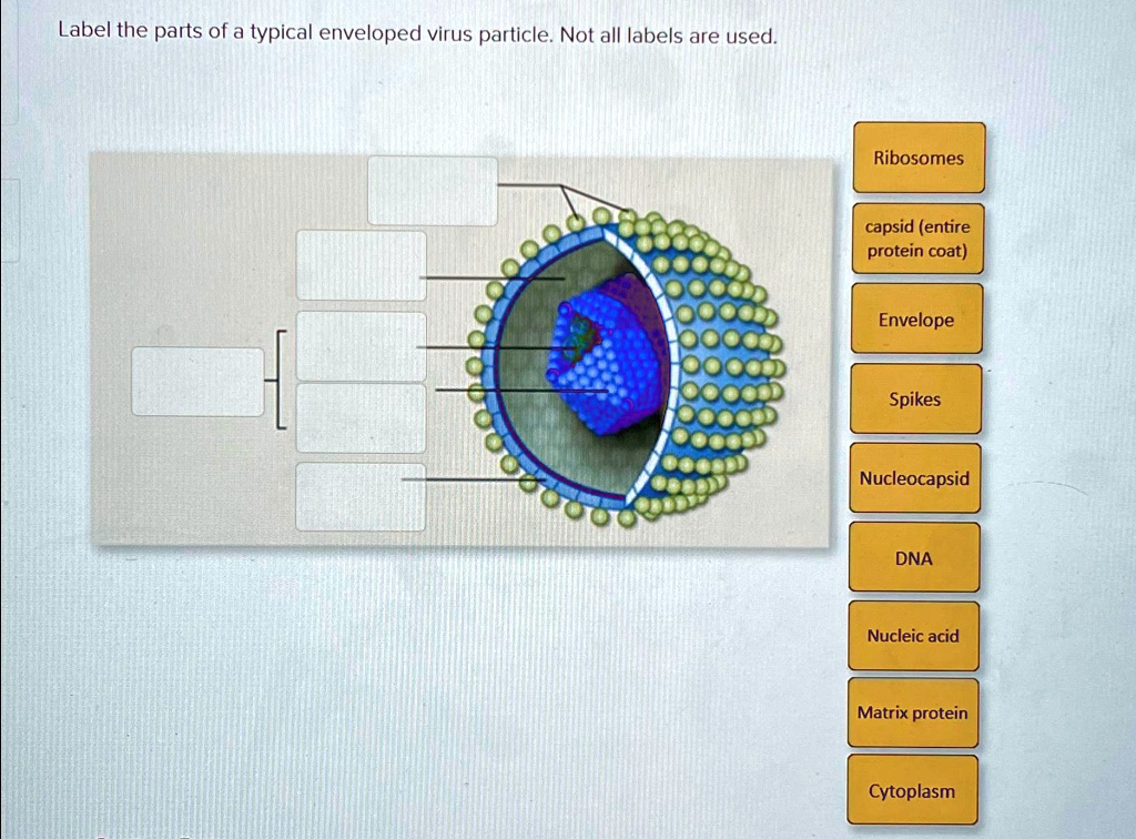SOLVED: Label the parts of a typical enveloped virus particle. Not all ...