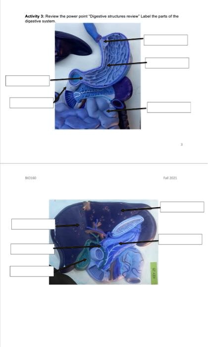 activity 3review the power point digestive structures review label the ...