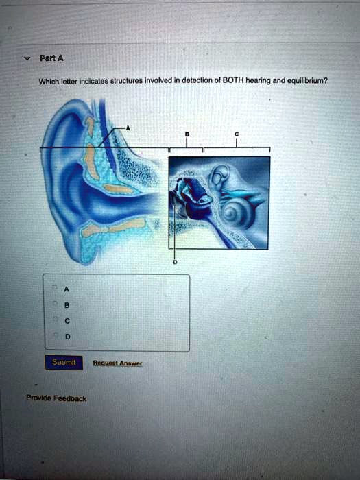 SOLVED: vPartA Which letter indicates structures involved in detection ...