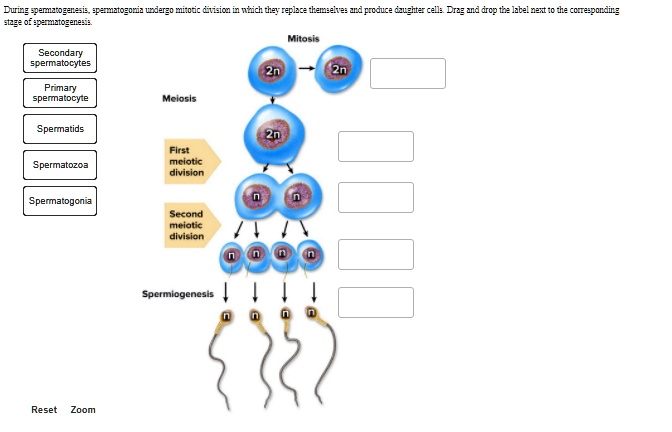Spermatogenesis Stage