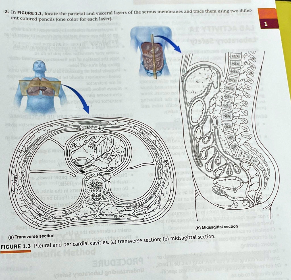 [GET ANSWER] 2. In FIGURE 1.3, locate the parietal and visceral layers ...