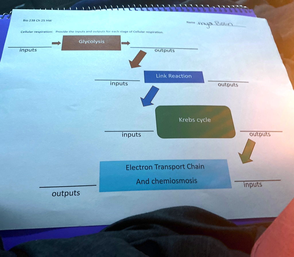 VIDEO solution: Bio 238 Ch 25 HW Name: Mya Balin Cellular Respiration ...