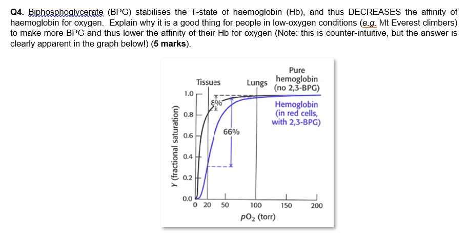 SOLVED:Q4. Biphosphoglycerate (BPG) stabilises the T-state of ...