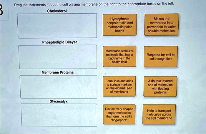 drag the statements about the cell plasma membrane on the right to the ...