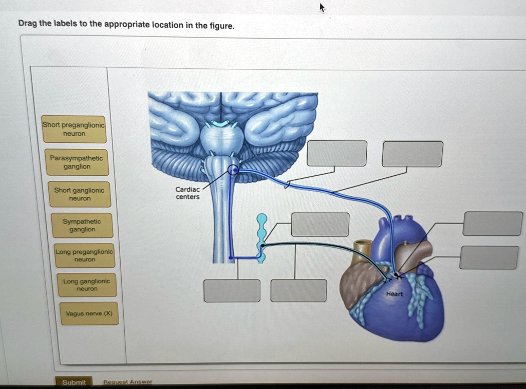 Drag the labels to the appropriate location in the figure. Short ...