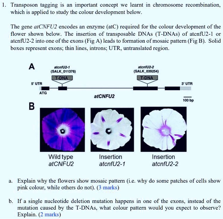 SOLVED: Transposon tagging is an important concept we learnt in ...