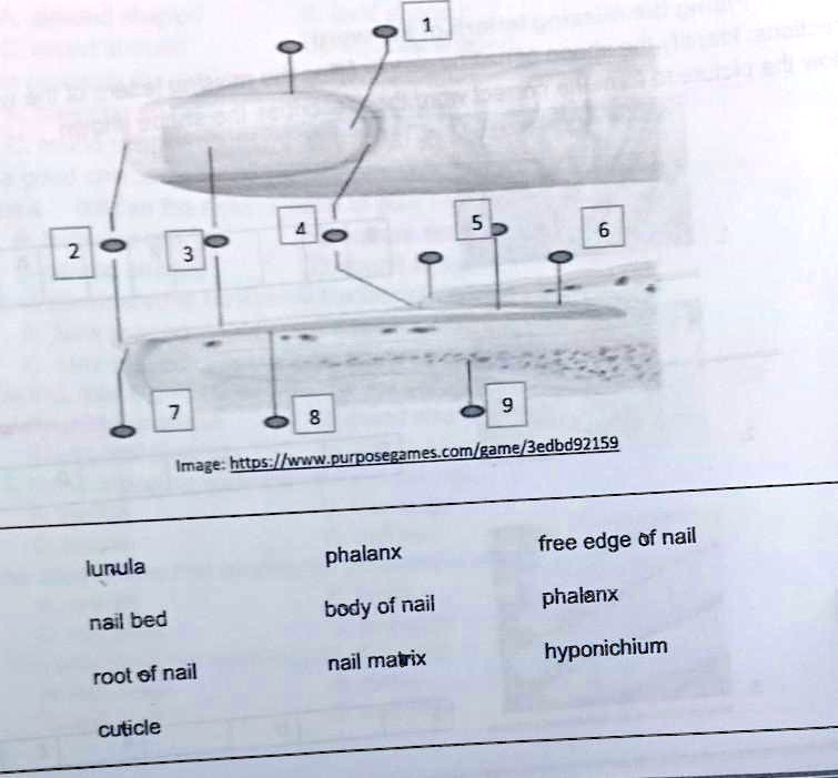 SOLVED: Activity 2 - Labeling the Nail Structure. Directions: Label the ...
