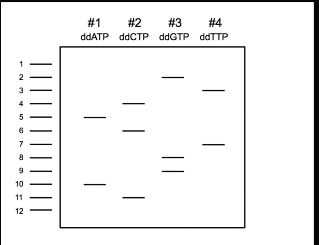 1 2 3 4 5 6 7 8 9 10 11 12 #1 #2 #3 #4 ddATP ddCTP ddGTP ddTTP