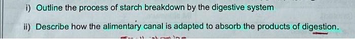 i. Outline the process of starch breakdown by the digestive system ...