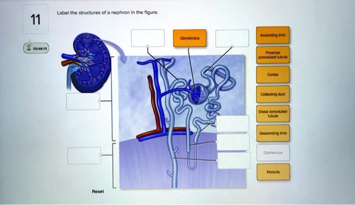 label the structures of a nephron in the figure 11 glomerulus asoending ...