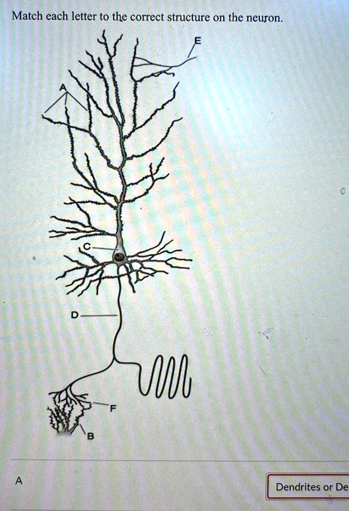 match each letter to the correct structure on the neuron a match each ...