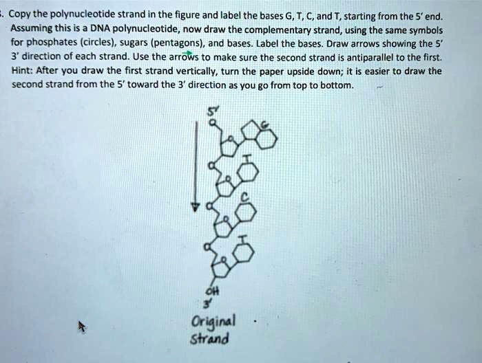 SOLVED: Copy the polynucleotide strand in the figure and label the ...