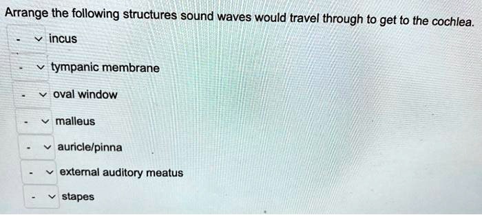 Special Senses: Arrange the following structures sound waves would ...