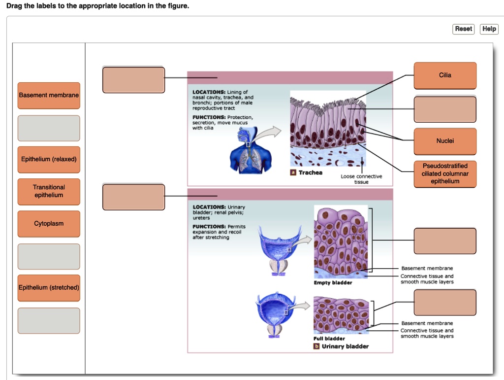 SOLVED: Drag the labels to the appropriate location in the figure ...