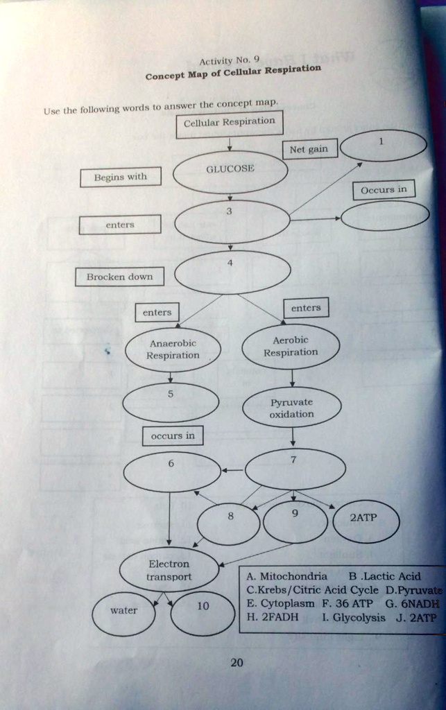 Aerobic Respiration Concept Map Phosphorylation | Sigma Aldrich