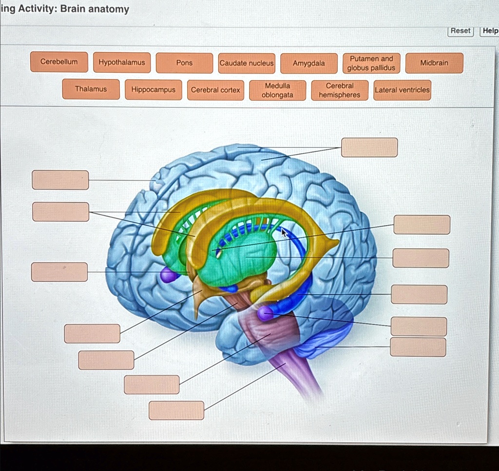ing Activity: Brain anatomy Cerebellum Hypothalamus Pons Caudate ...