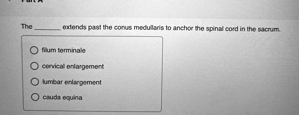 SOLVED: The filum terminale extends past the conus medullaris to anchor ...