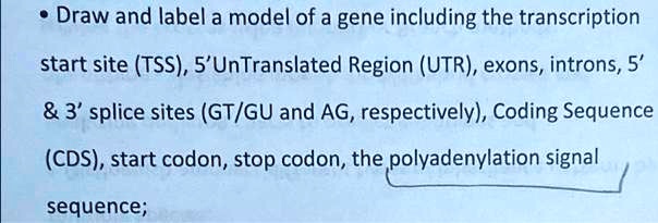 Draw and label a model of a gene including the transcription start site ...
