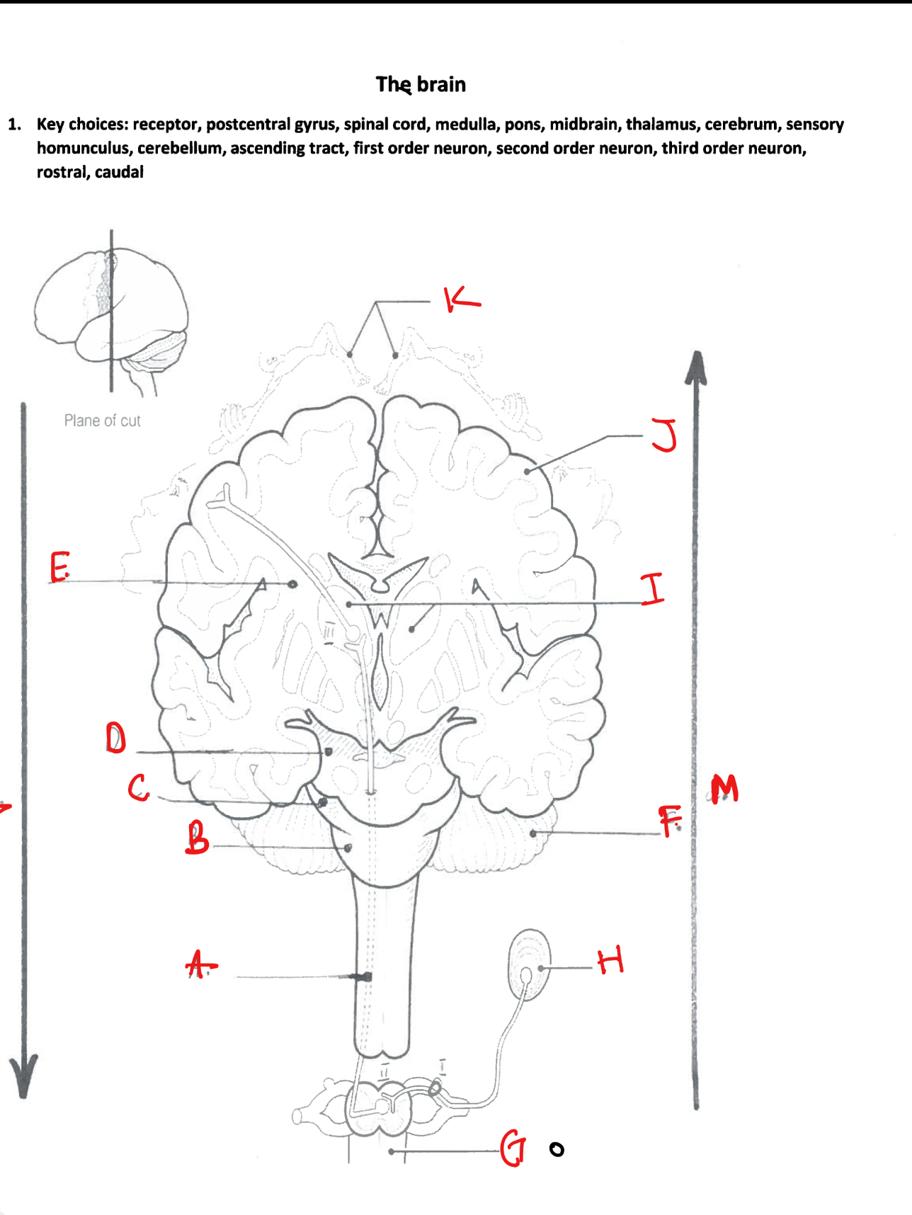 The brain 1. Key choices: receptor, postcentral gyrus, spinal cord ...