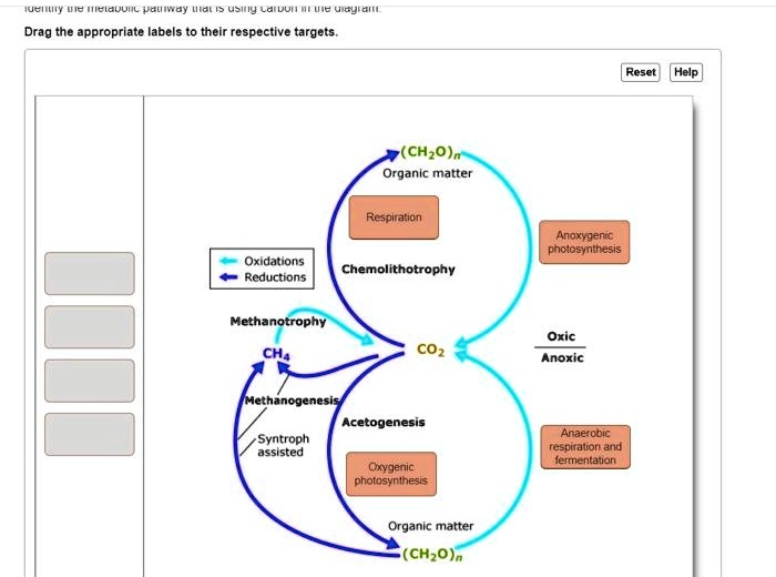 Identify the metabolic pathway that is using carbon in the diagram ...