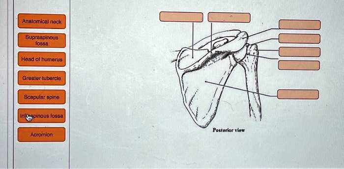 SOLVED: Anatomical neck Supraspinous fossa Head of humerus Greater ...