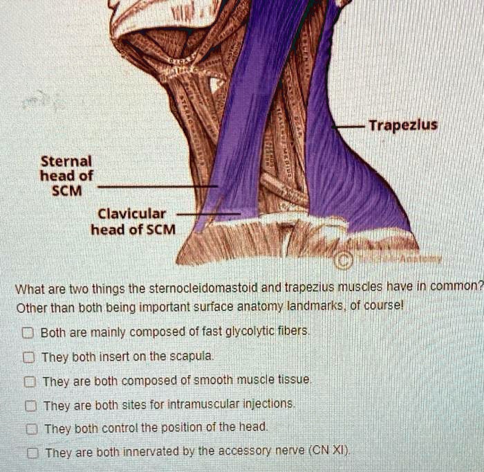 [GET ANSWER] Sternal head of SCM Clavicular head of SCM Trapezius What ...